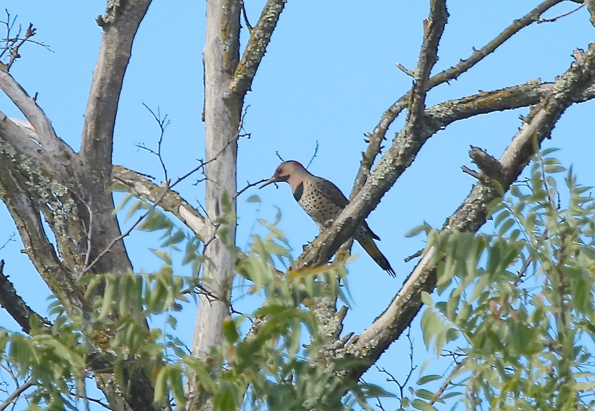 eBird Checklist - 25 Oct 2015 - Ridge St., Fair Oaks - 29 species (+2 ...