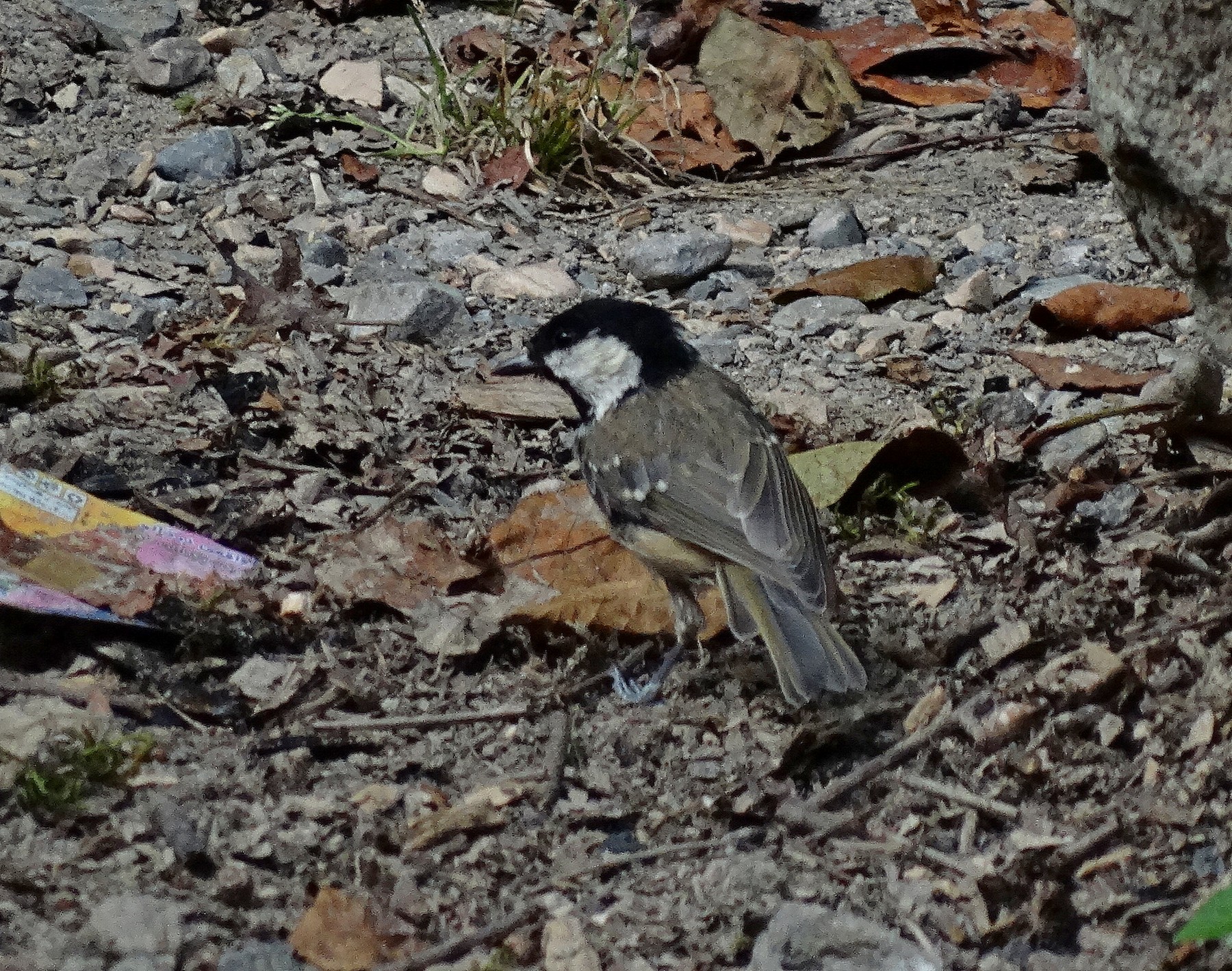 Coal Tit (Caucasus) - eBird