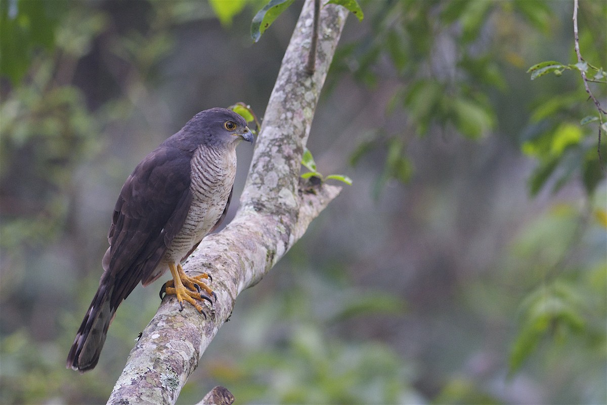 African Goshawk (Eastern) - eBird