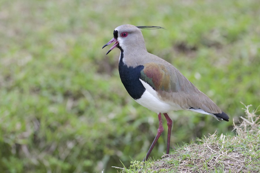 Alcaraván (lampronotus) - eBird