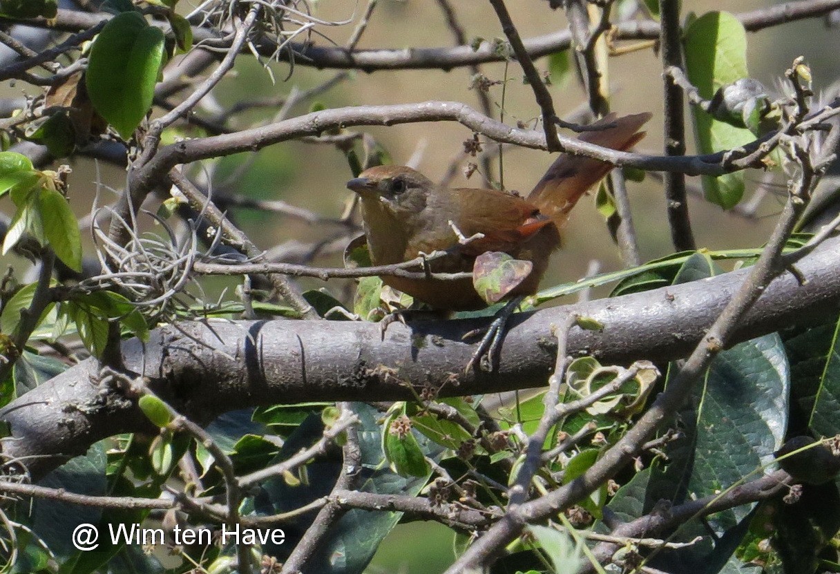 Mantaro Thornbird (undescribed form) - eBird
