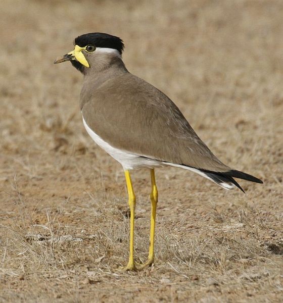 Yellow Wattled Lapwing