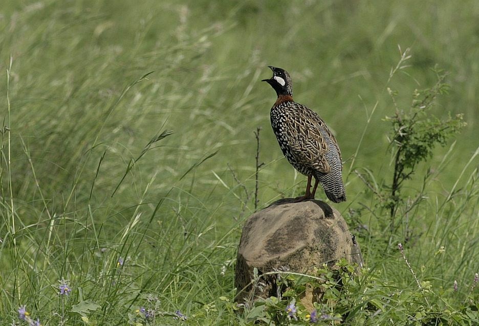 eBird Checklist - 18 Aug 2009 - Naliya Grasslands - 1 species