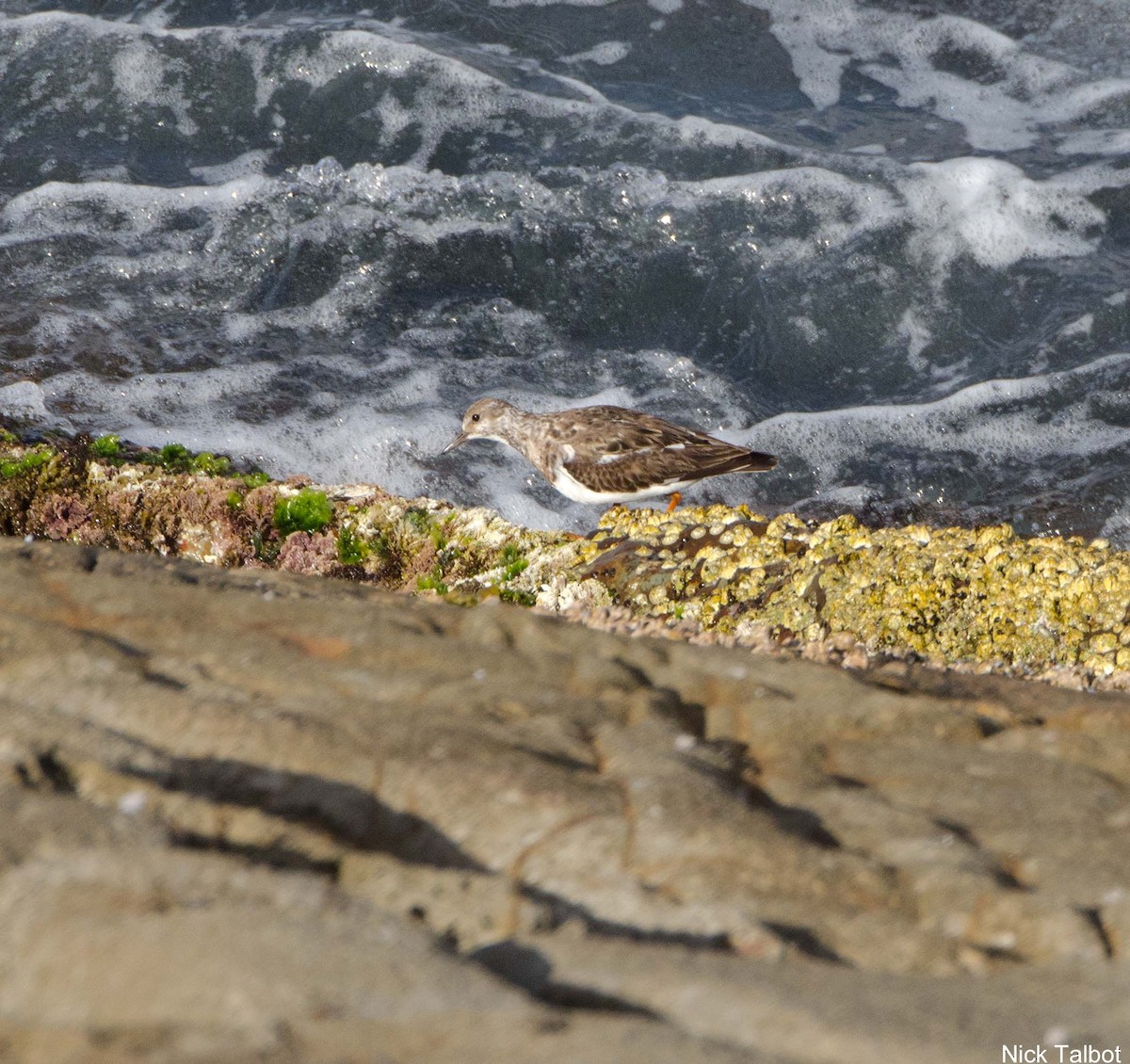 eBird Checklist - 4 Jan 2017 - Seal Rocks (-32.4539, 152.5188) - 1 species