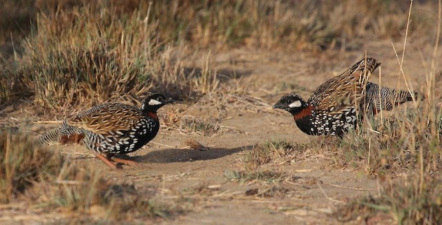 Flying Black Francolin