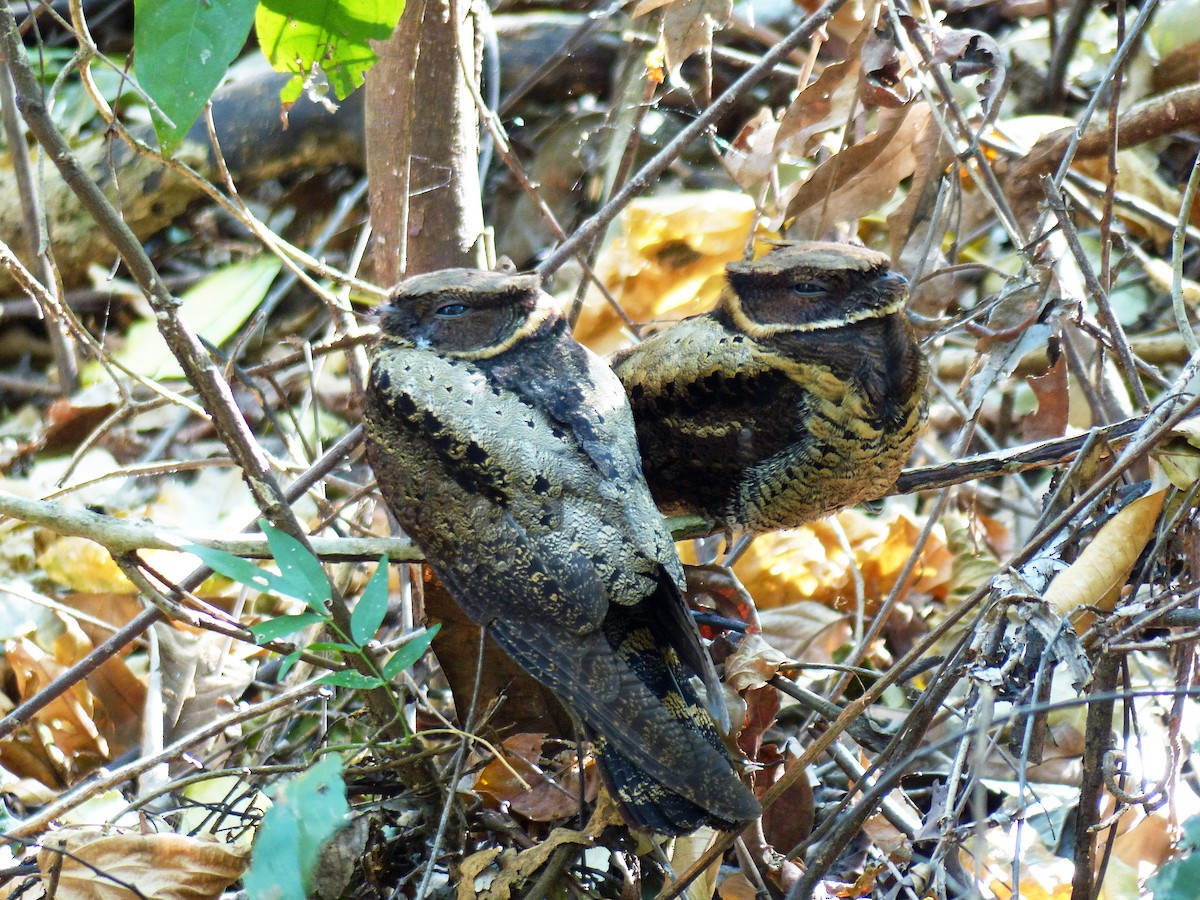 ML205567431 - Great Eared-Nightjar - Macaulay Library