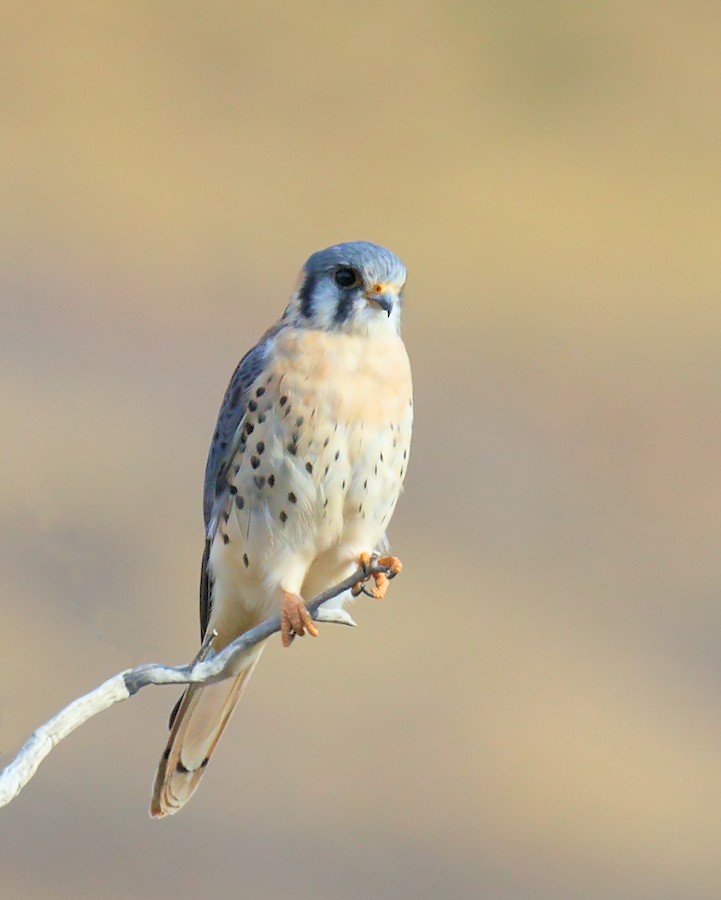 American Kestrel (South American) - eBird