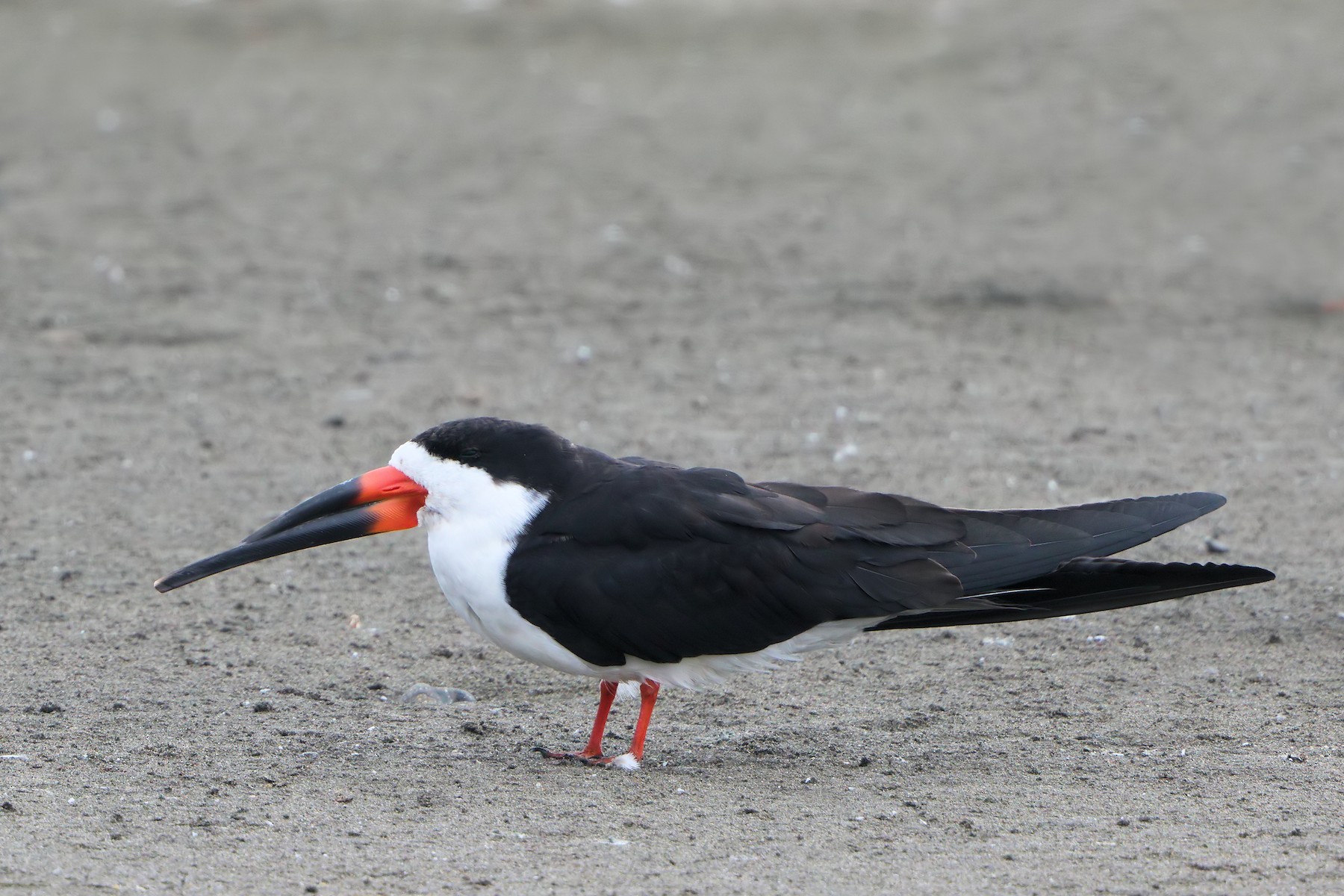 Rayador Americano (cinerascens) - eBird