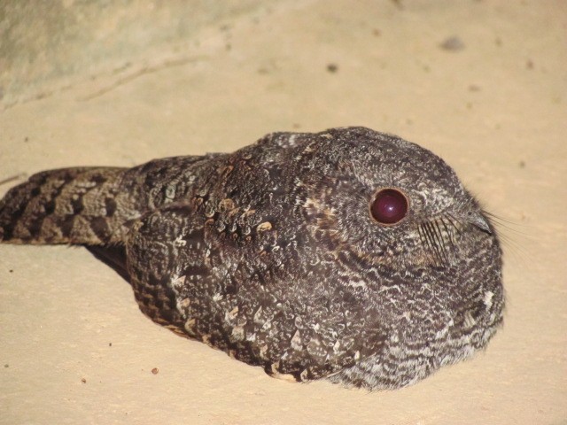 Gallina ciega común (longirostris) - eBird