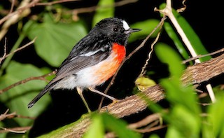 Norfolk Robin - Petroica multicolor - Birds of the World