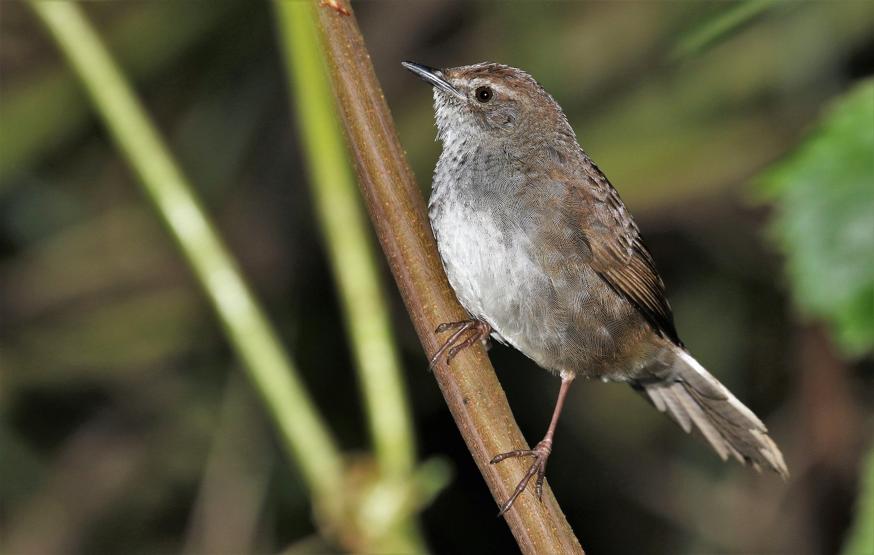 Javan Bush Warbler (Javan) - eBird