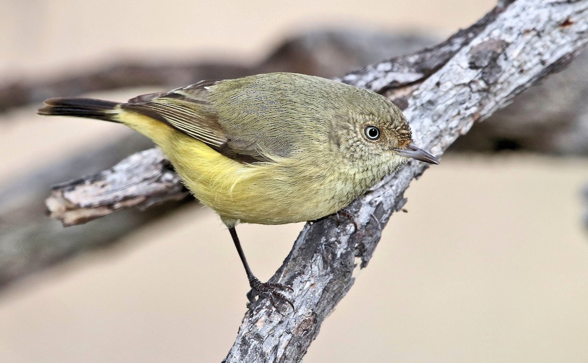 Buff-rumped Thornbill - Acanthiza reguloides - Media Search - Macaulay ...