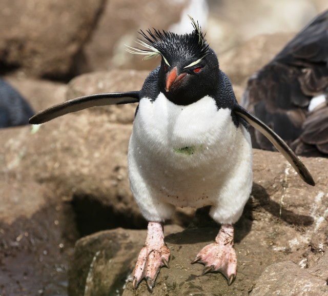 Photos - Western Rockhopper Penguin - Eudyptes chrysocome - Birds of ...