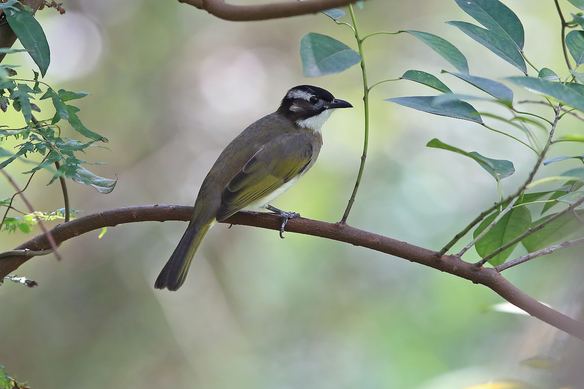 Light-vented Bulbul - Pycnonotus sinensis - Media Search - Macaulay ...