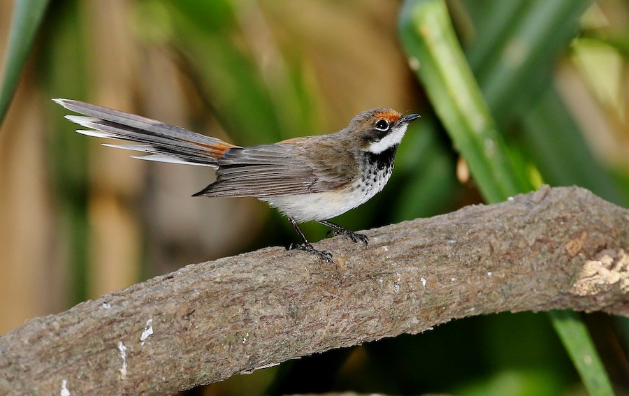 Arafura Fantail (Arafura) - eBird
