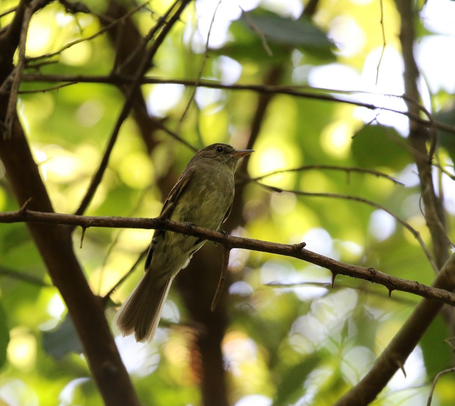 Mosqueta Parda (euleri/argentinus) - eBird
