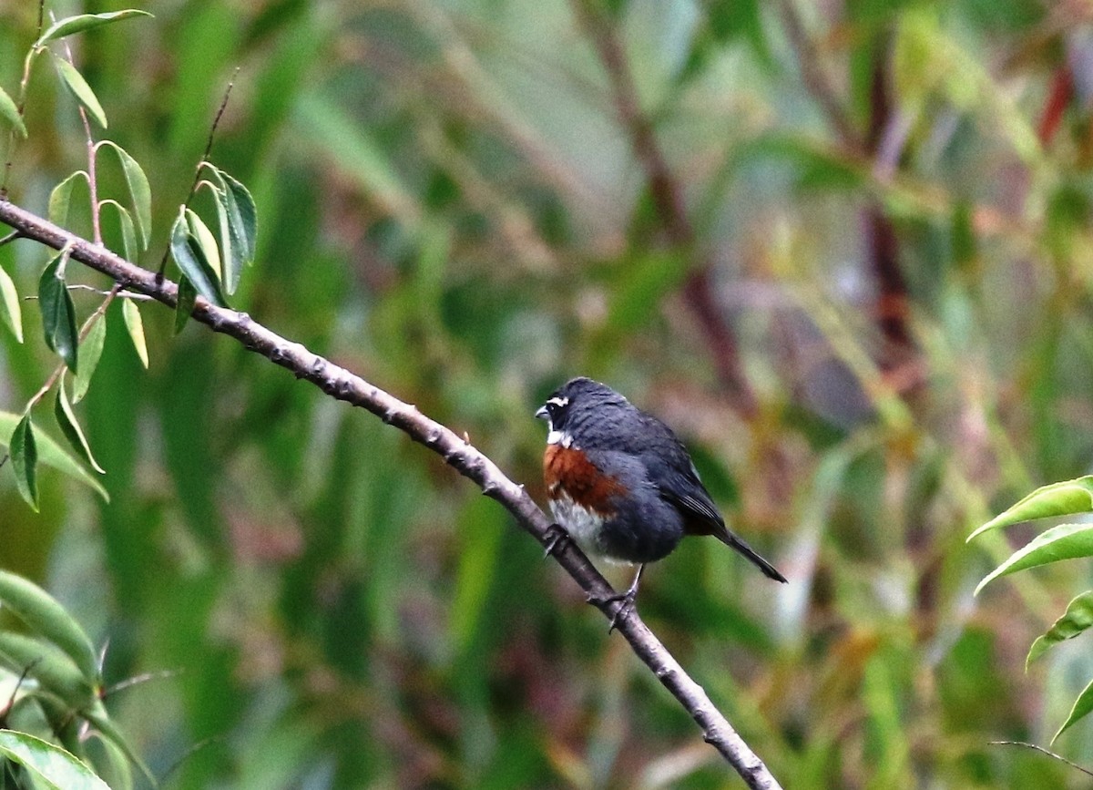 ML205636971 Chestnut-breasted Mountain Finch Macaulay Library