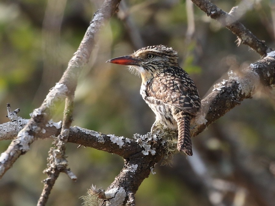 Spot-backed Puffbird (Chaco) - eBird