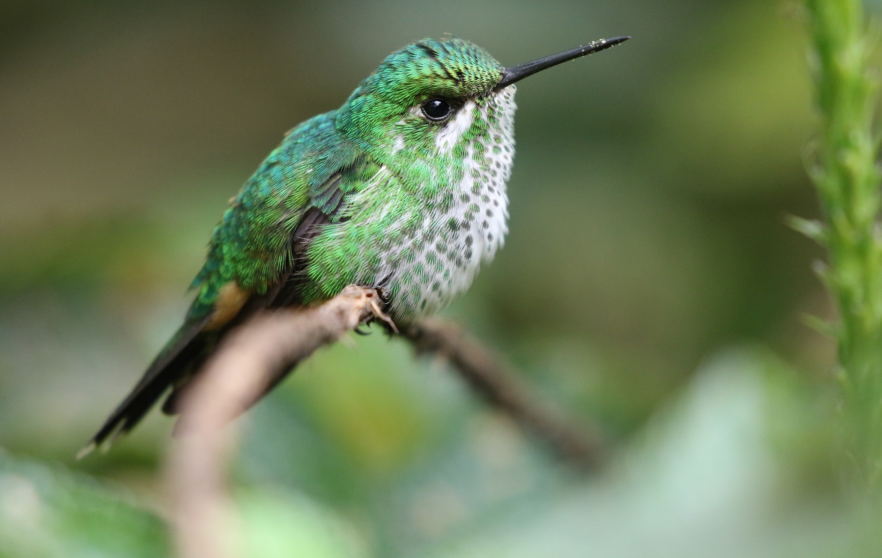 Rufous-booted Racket-tail (Anna's) - eBird