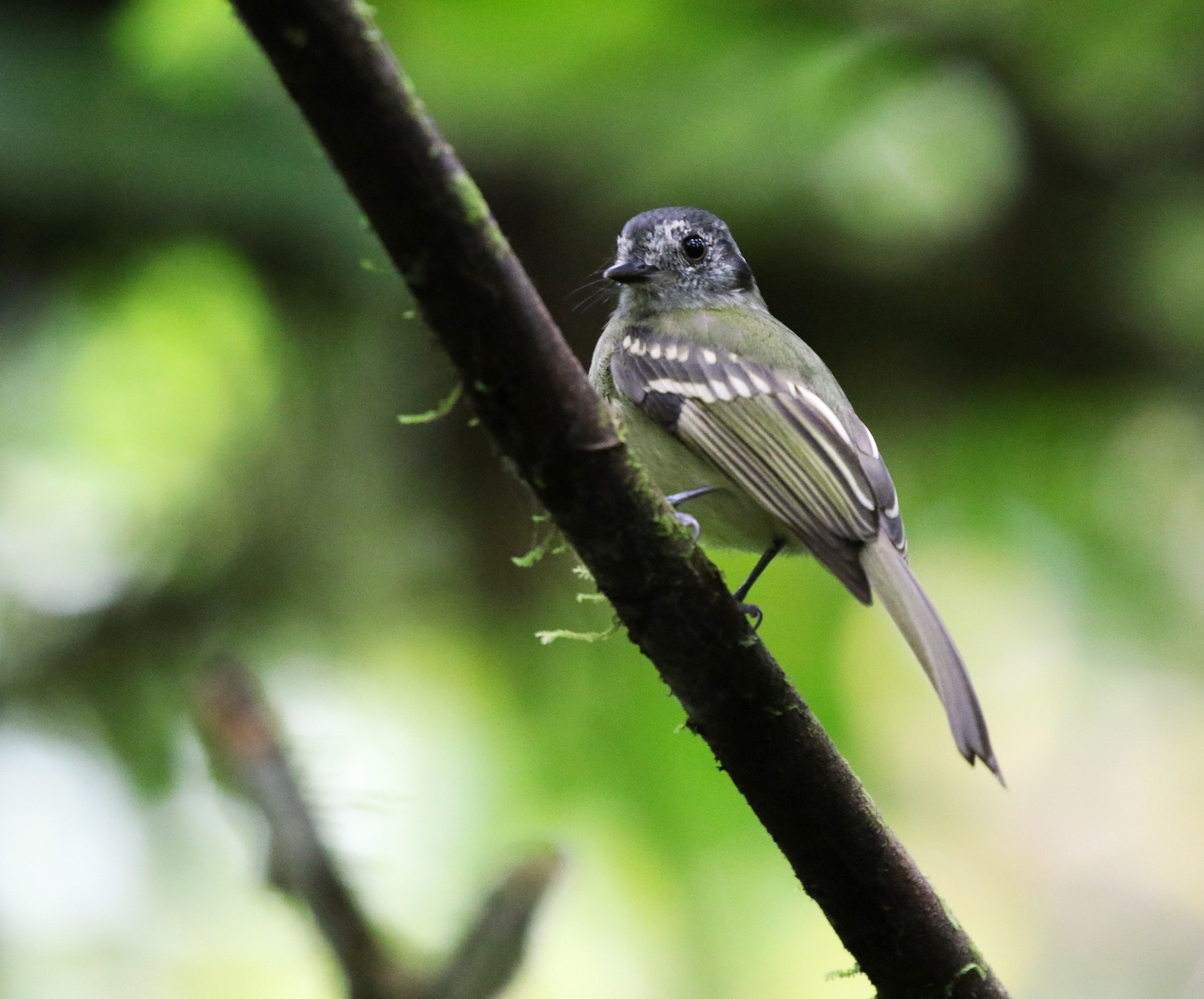 Slaty-capped Flycatcher (albidiventer) - eBird