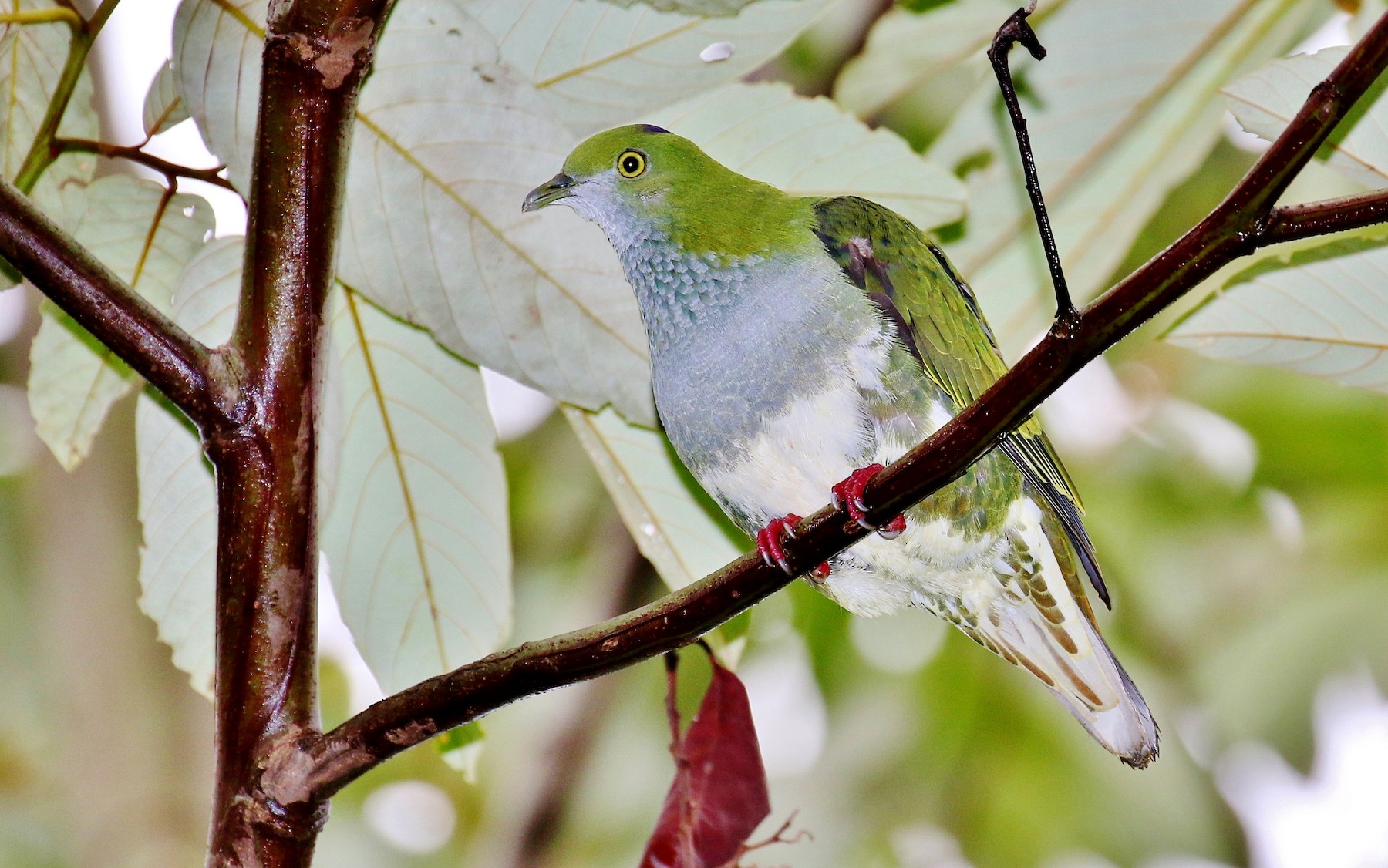 Superb Fruit-Dove (Eastern) - eBird