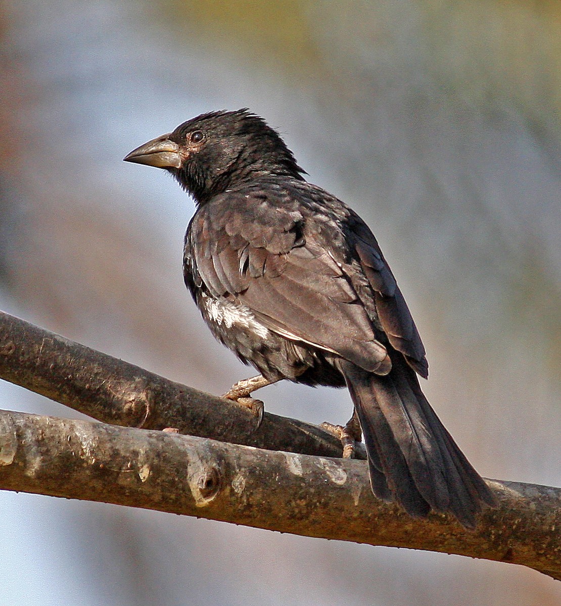 ML205646931 - White-billed Buffalo-Weaver - Macaulay Library