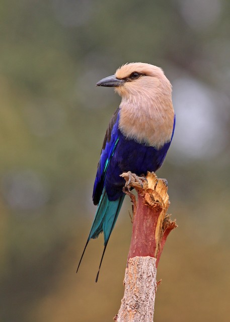 Photos - Blue-bellied Roller - Coracias cyanogaster - Birds of the World