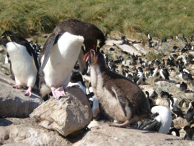 Photos - Western Rockhopper Penguin - Eudyptes chrysocome - Birds of ...