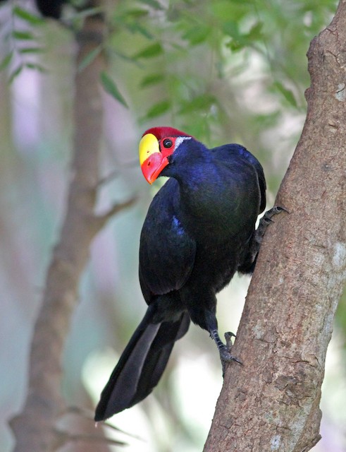 Photos - Violet Turaco - Musophaga violacea - Birds of the World