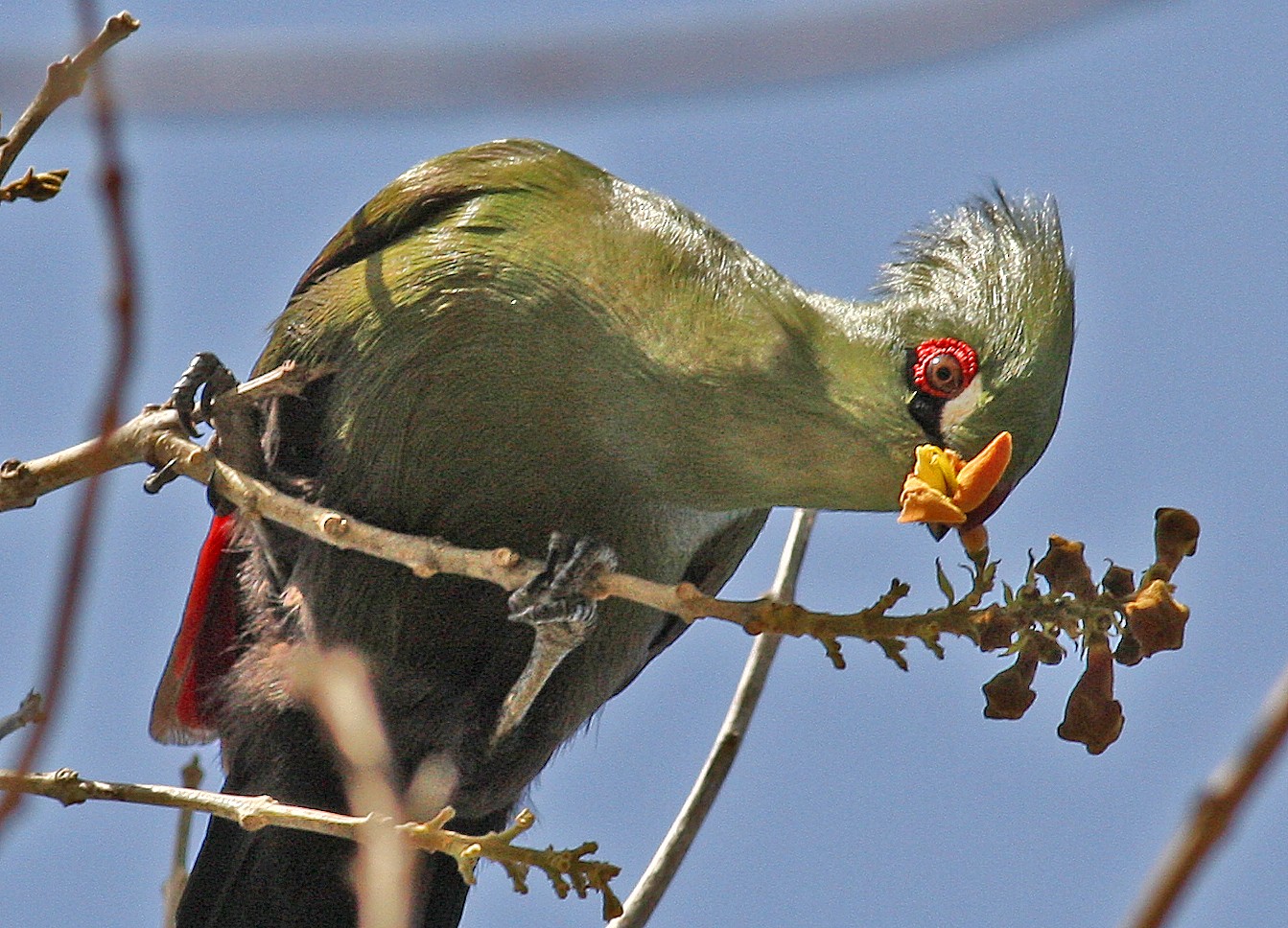Guinea Turaco (Buffon's) - eBird