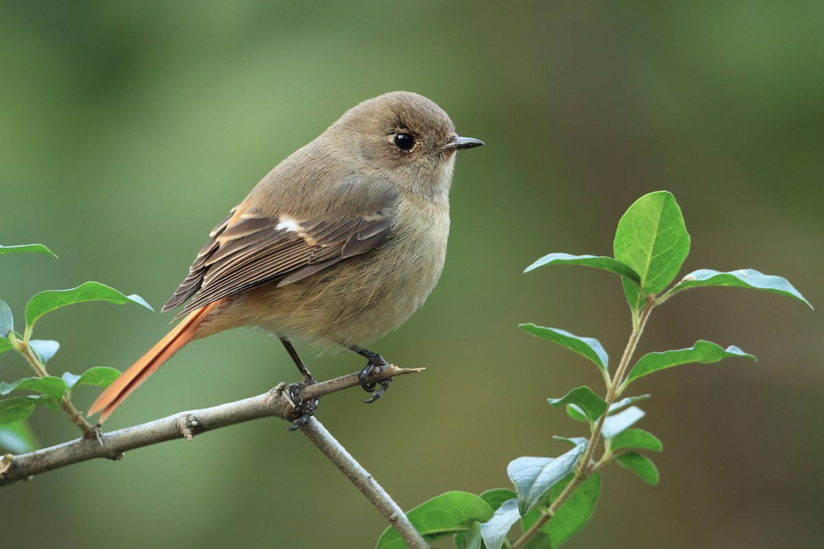 eBird Checklist - 31 Dec 2012 - Hong Kong (22.3964, 114.1095) - 1 species
