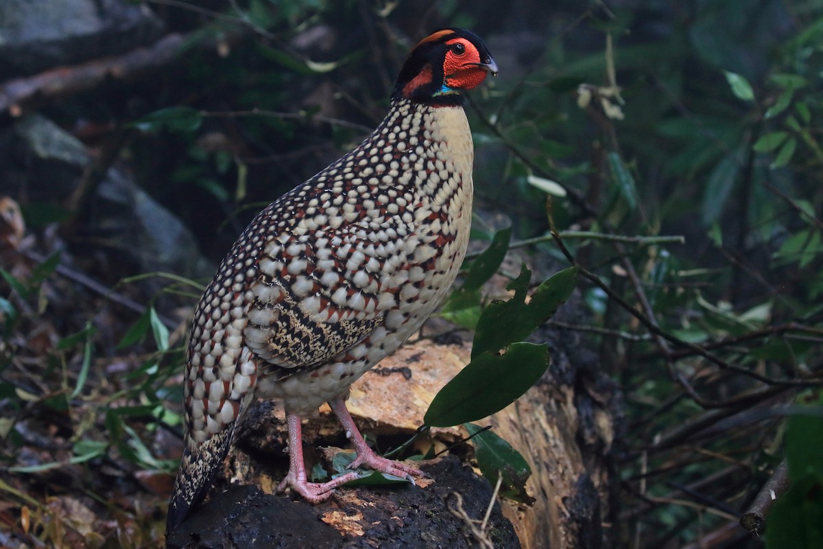 eBird Checklist - 15 Jan 2017 - Nanling National Forest Park (24.9469 ...