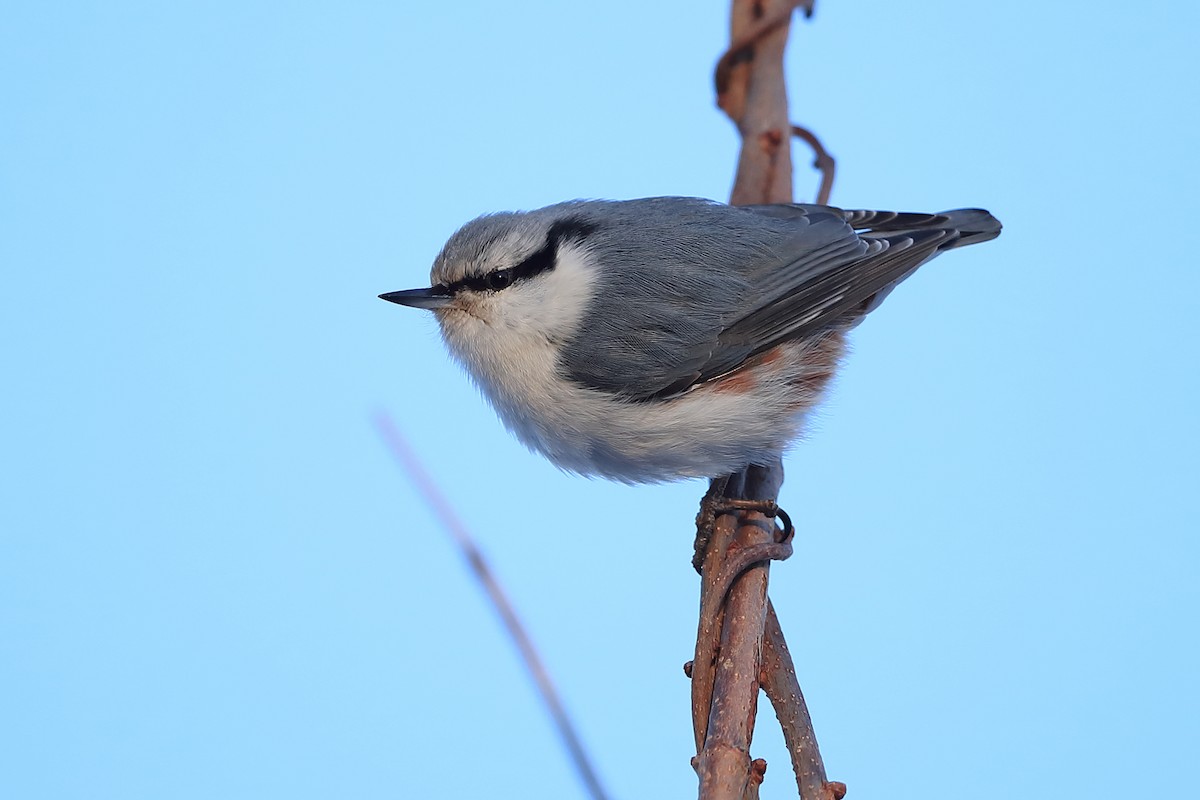 Eurasian Nuthatch (White-bellied) - eBird