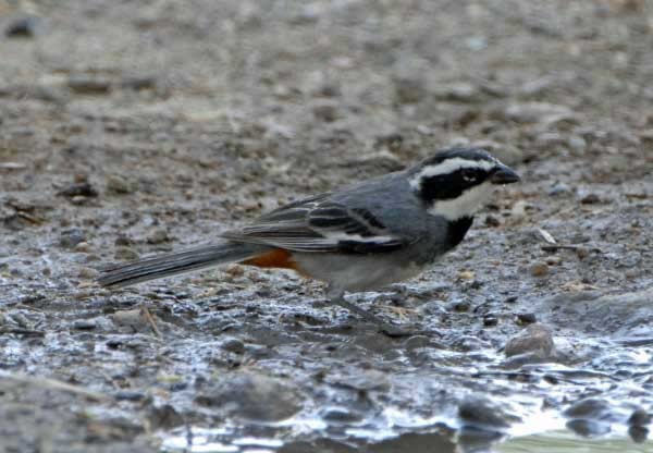Ringed Warbling Finch (Black-breasted) - eBird