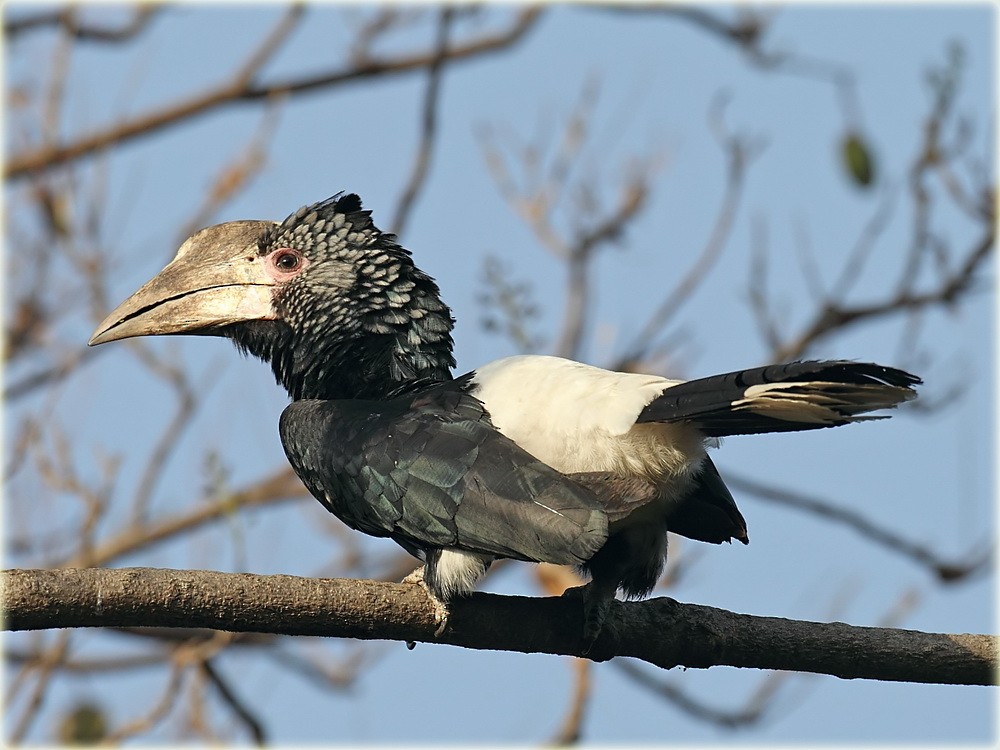 eBird Checklist - 15 Jan 2012 - Bahir Dar - 7 species