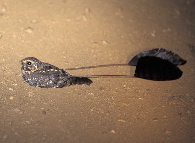 Standard Winged Nightjar