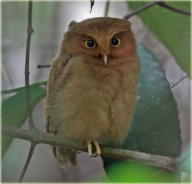 Serendib Scops Owl