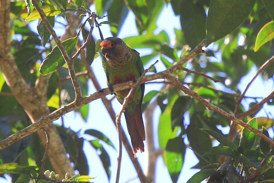 Cotorra frentirrosa (parvifrons) - eBird
