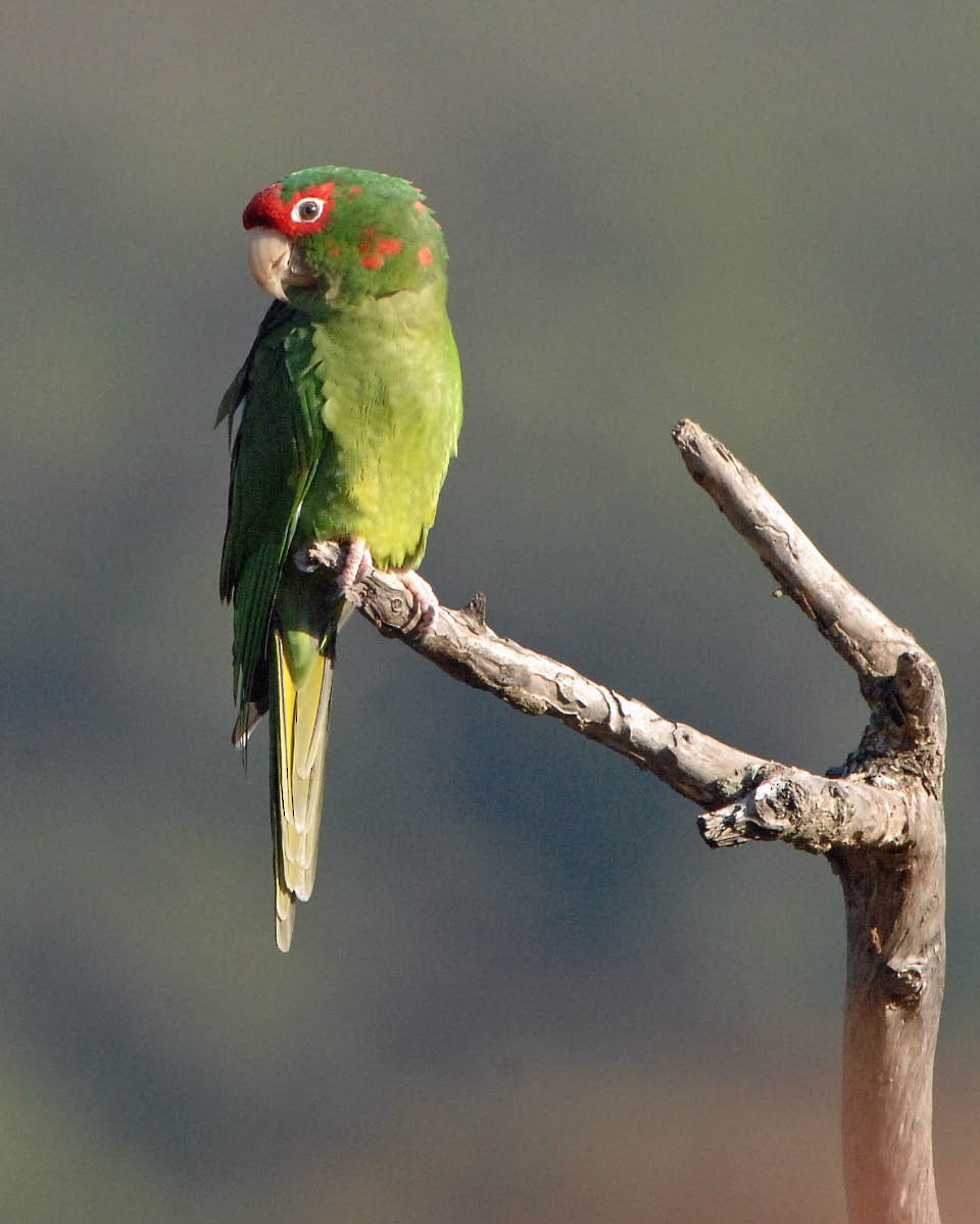 Perico Mitrado [grupo mitratus] - eBird