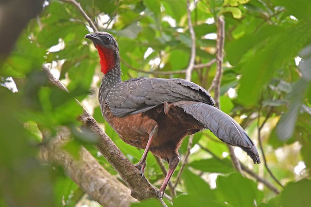 Huntable species of turkey