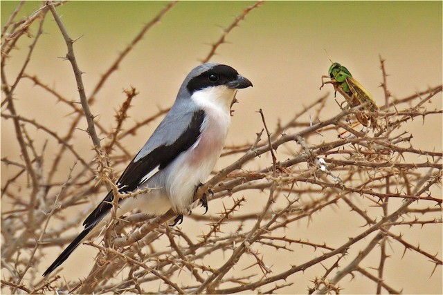 Photos - Lesser Gray Shrike - Lanius minor - Birds of the World