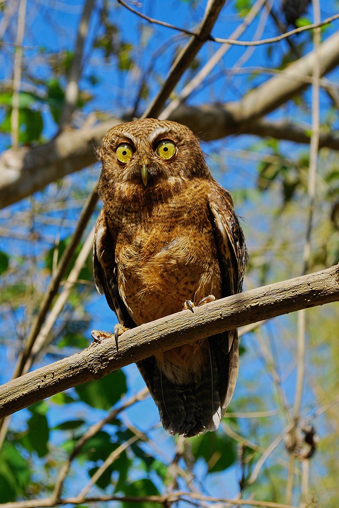 Mindoro Boobook - eBird