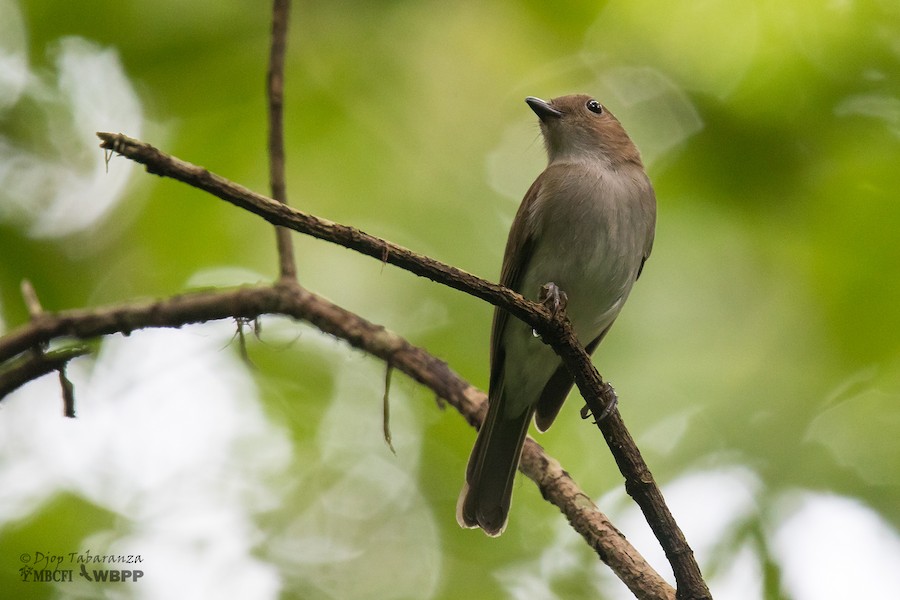 White-vented Whistler (White-vented) - eBird