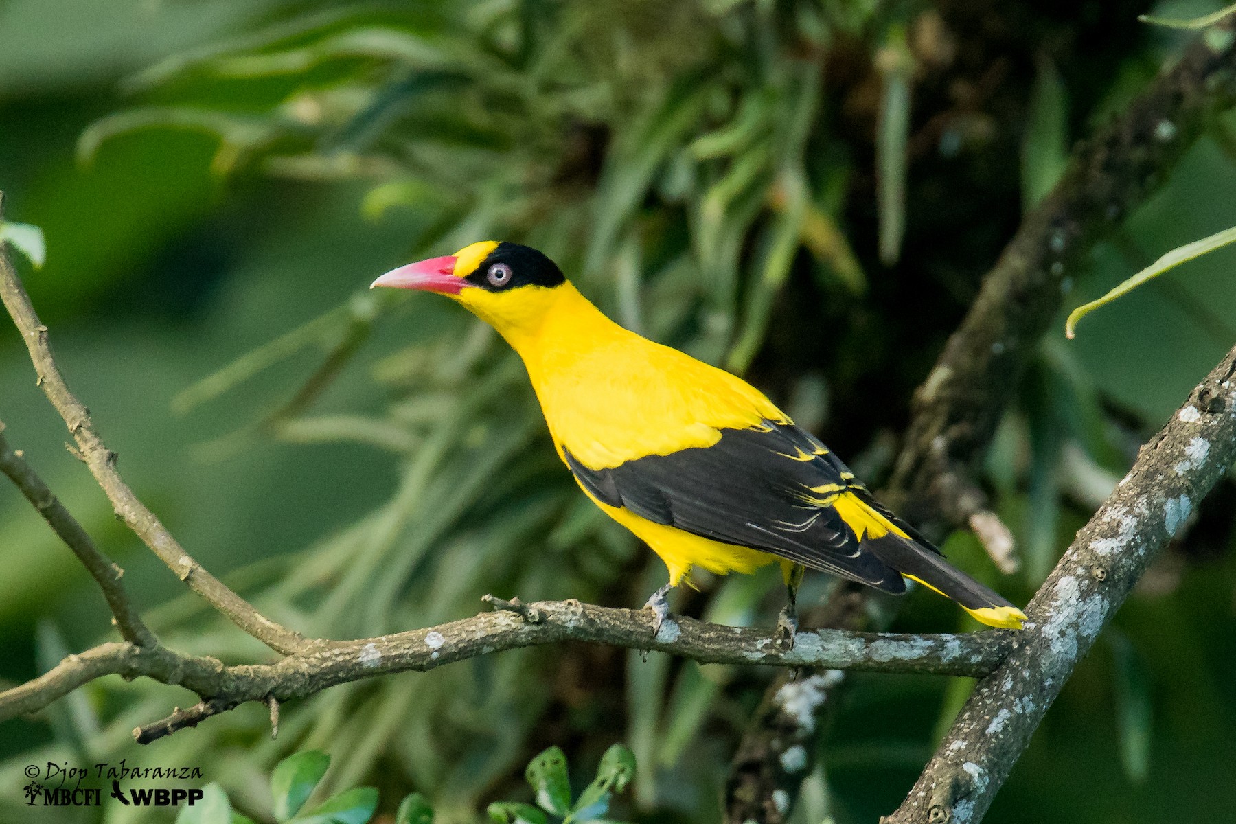 Black-naped Oriole (Philippine) - eBird