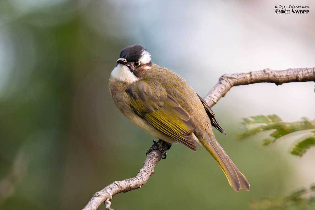 Light-vented Bulbul - Pycnonotus sinensis - Media Search - Macaulay ...