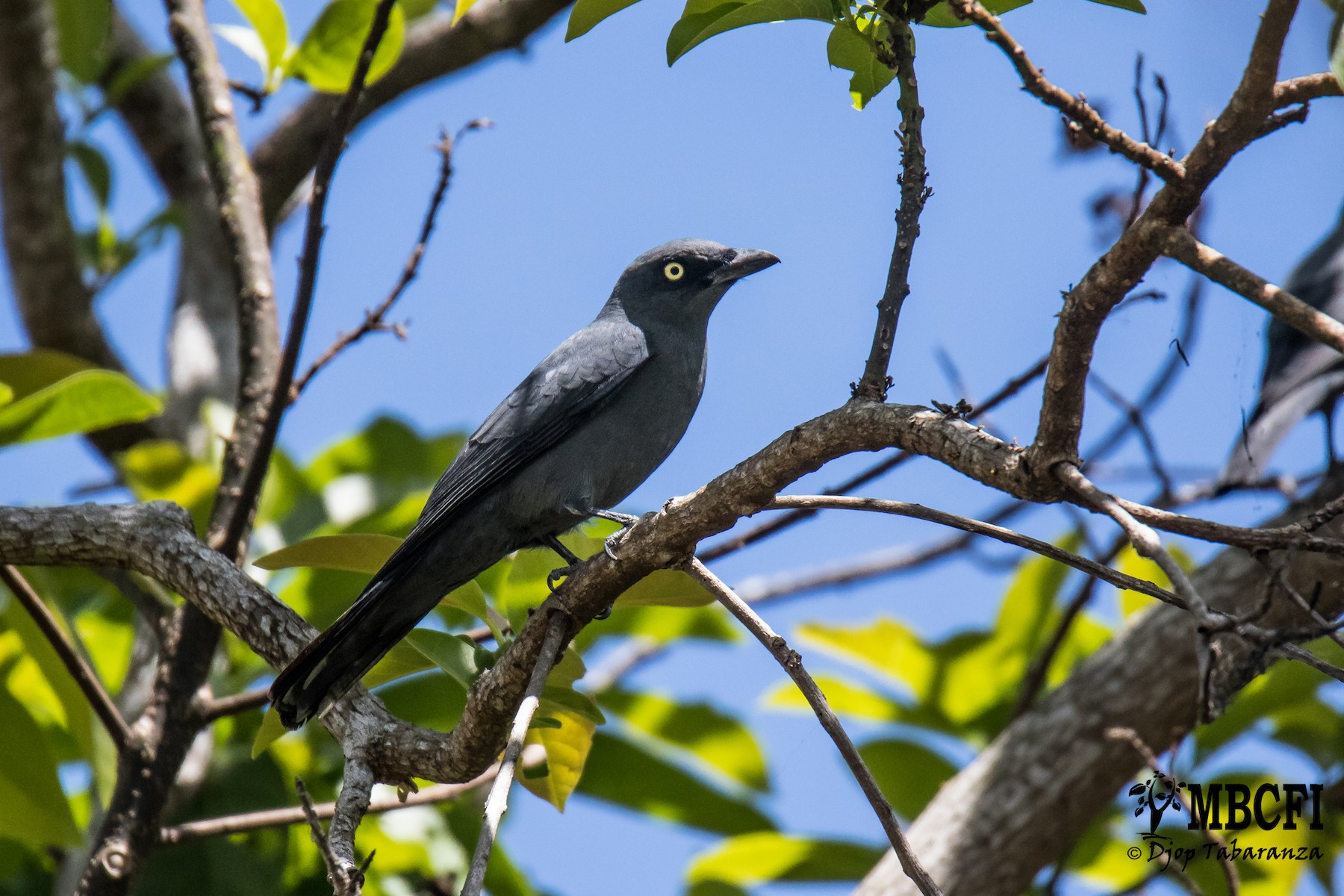 Bar-bellied Cuckooshrike (Philippine) - eBird