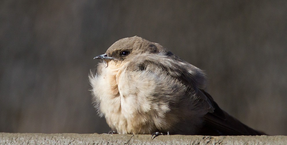 Rock Martin (Large) - eBird