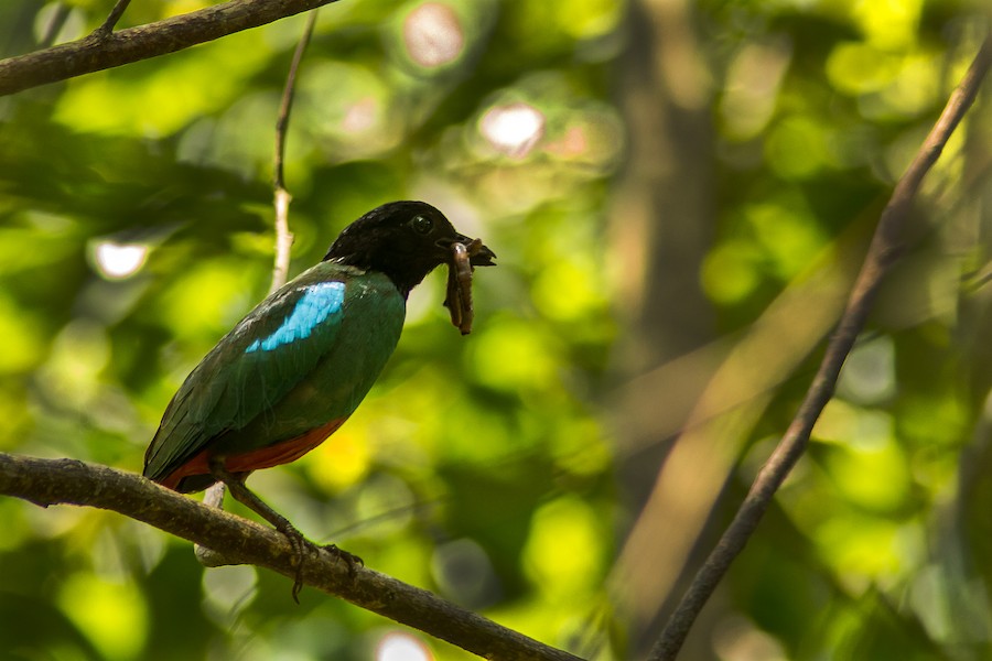 Western Hooded Pitta (Sunda) - eBird