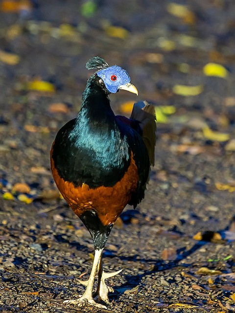 Photos - Bornean Crestless Fireback - Lophura pyronota - Birds of the World