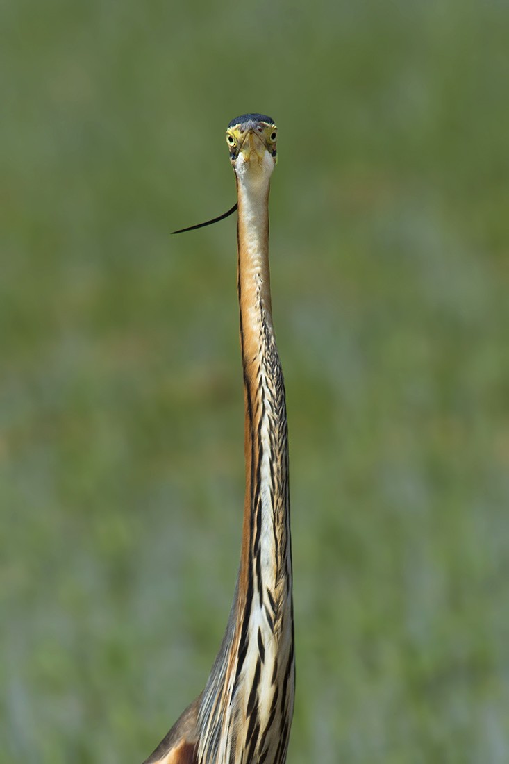 eBird Checklist - 20 Jun 2014 - Ebro Delta (40.7061, 0.7114) - 1 species
